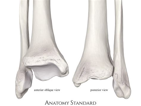Tibia And Fibula Posterior View