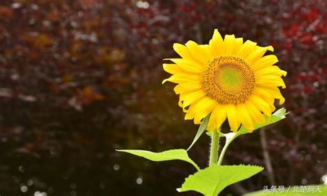 那些綻放的花兒 每日頭條