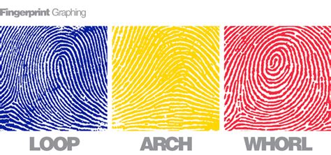 E Is For Explore Are You A Loop Arch Or Whorl