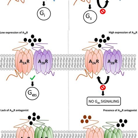 scheme summarizing the g protein mediated signaling output of adenosine