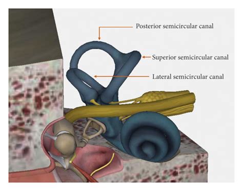 Inner Ear Semicircular Canals Mayo Clinic Q And A Dizziness Caused By