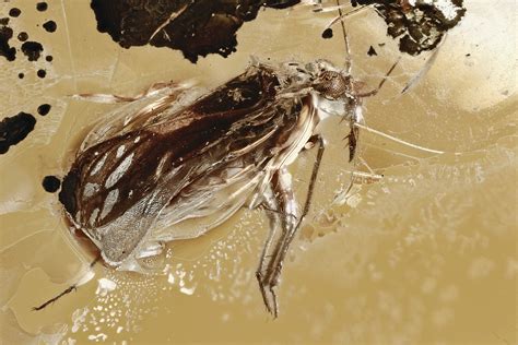 Detailed Fossil Assassin Bug Reduviidae In Baltic Amber Rare 315520 For Sale