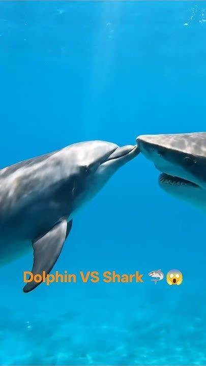Shark Vs Dolphin Ocean Battle Ultra Realistic Underwater Fight 😱🦈