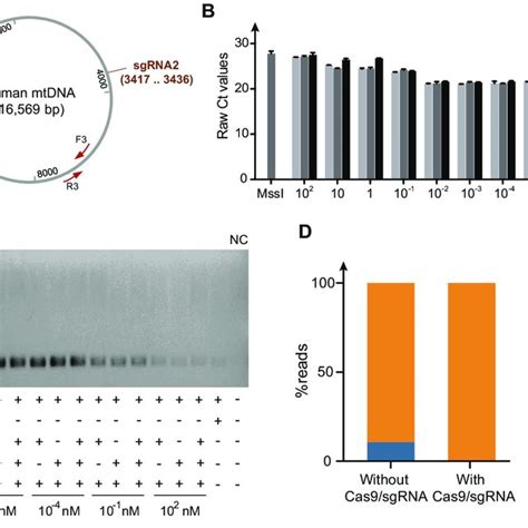 Circle Seq Workflow With Crisprcas9 Mtdna Removal Total Dna Was