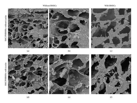 Scanning Electron Microscopy Graphs Depicting The Morphology And Download Scientific Diagram