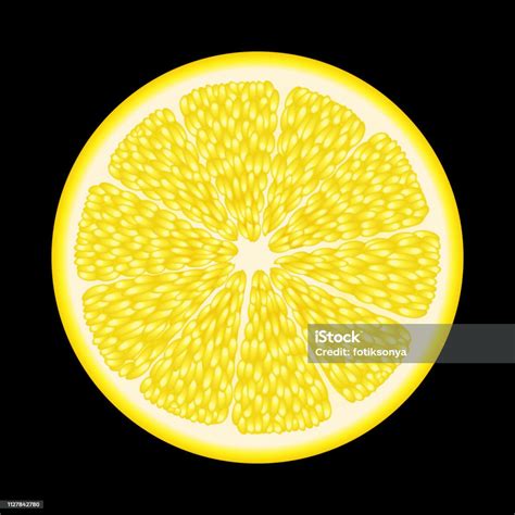감귤 류의 과일입니다 활기찬 맛있게 익은 감귤 류 전체 반으로 검정에 조각 Lemonsisolated에 슬라이스 현실적인 스타일에서 달콤한 레몬입니다 0명에 대한 스톡 벡터