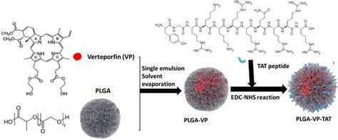 Schematic Illustration Of Plga Vp Tat Nanoparticle Formulation