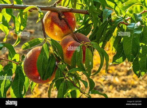 Percoca Peach Variety Of Peach With Compact Yellow Flesh And Adherent