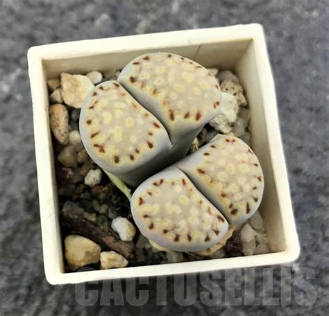 Shpr10324 Lithops Julii V Fulleri Cactus Online