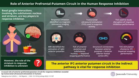 Role Of Anterior Prefrontal Pu Image Eurekalert Science News Releases