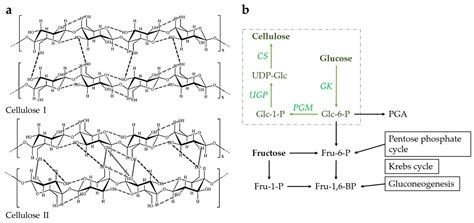 From Nature To Lab Sustainable Bacterial Cellulose Production And
