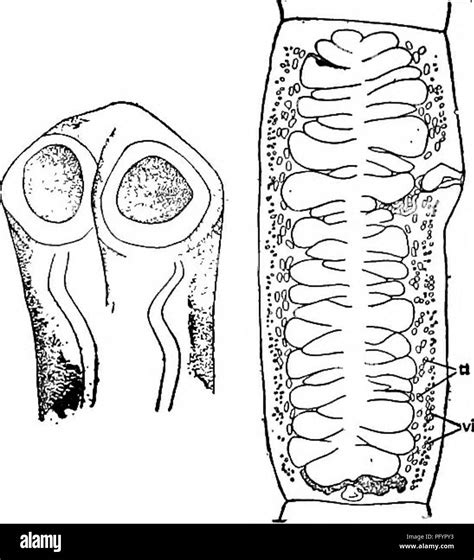 Parasitic Flatworms Cut Out Stock Images And Pictures Alamy