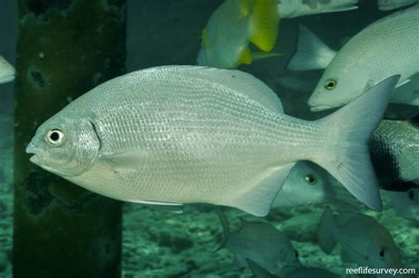 Kyphosus Sectatrix Pacific Drummer Reef Life Survey