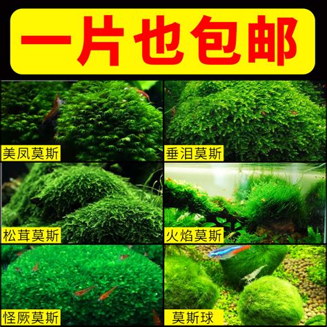 鱼缸垂泪莫斯片水草活体植物慕斯散装莫丝沉木火焰松茸大三角造景 虎窝淘