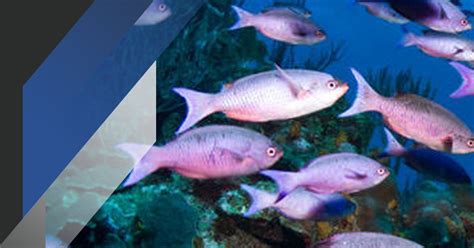 Dws Supports Wwfs Marine Conservation Projects