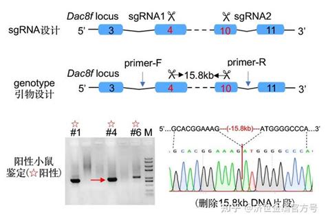 如何鉴定基因敲除效果？ 知乎