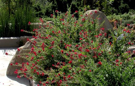 Galvezia Speciosa Matilija Nursery
