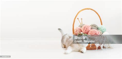 복사 공간이있는 흰색 배경에 뜨개질 바늘과 귀여운 새끼 고양이가있는 실의 공이있는 바구니 0명에 대한 스톡 사진 및 기타 이미지 0명 고양이 새끼 공예 Istock