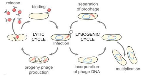 Lytic And Lysogenic Cycle Worksheet