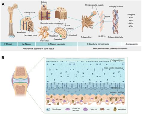 Schematic Diagram Of Bone Tissue Structure A Bone Hierarchical