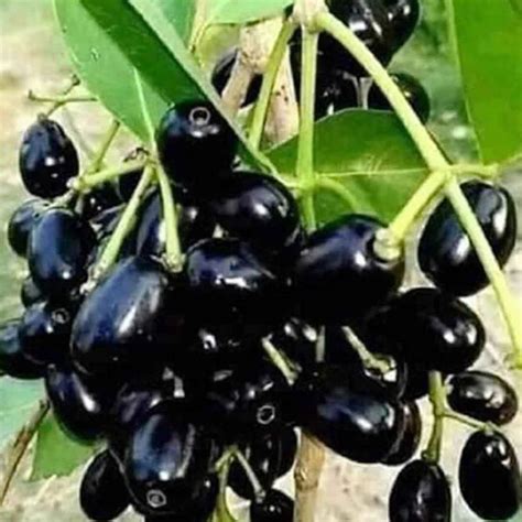 Buy Jamun Tree Plant Syzygium Cumini Plant Online From Nursery Kart