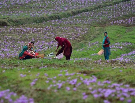 Kong Posh Kya Wanaan The Story Of Saffron Dial Kashmir