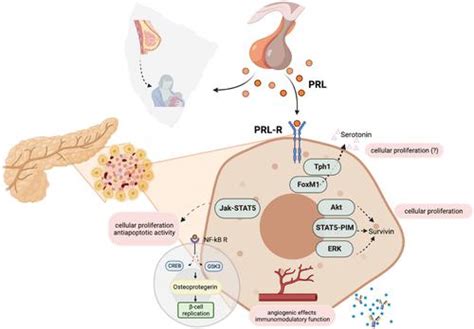 催乳素对糖尿病发病机制的影响 European Journal of Clinical Investigation X MOL