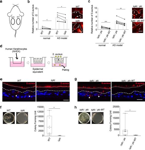 Phosphatidylinositol Specific Phospholipase C Enhances Epidermal Penetration By Staphylococcus