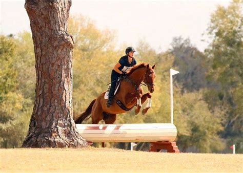 Ottb Gelding Kartano
