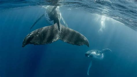 Scientists Capture First Ever Photos Of Sex Between Humpback Whales