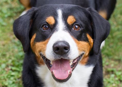 Appenzeller Sennenhund Mix