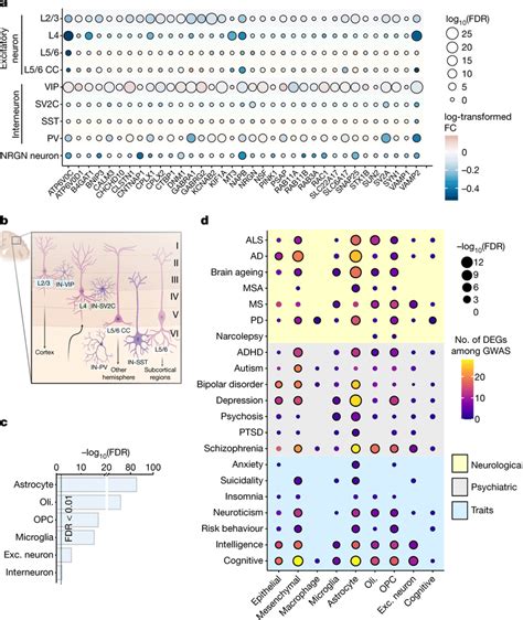Molecular Dysfunction In Upper Layer Neurons And Links To Long Term Download Scientific Diagram