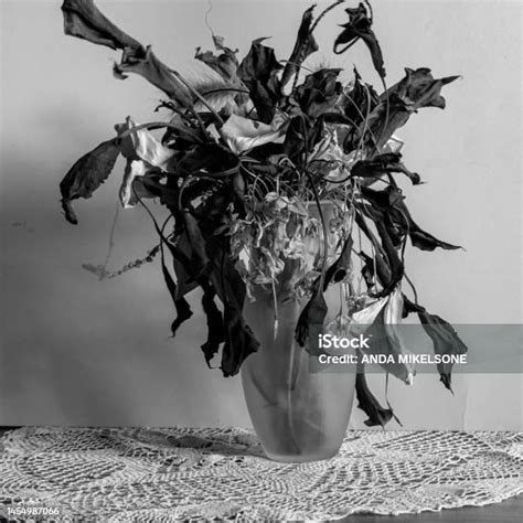 꽃병에 꽃이 있는 흑백 사진 건조하고 말린 꽃에서 만든 다양한 다채로운 꽃 구성 0명에 대한 스톡 사진 및 기타 이미지 0명
