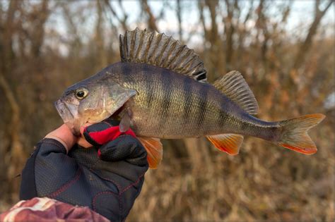 Картинки окунь (100 фото)