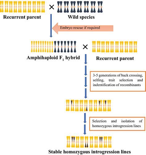 Flow Chart Representing The Process Of Introgression By Crossing Among Download Scientific