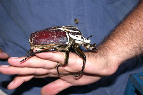 10 Strangest Insects In The World My Planet Blog