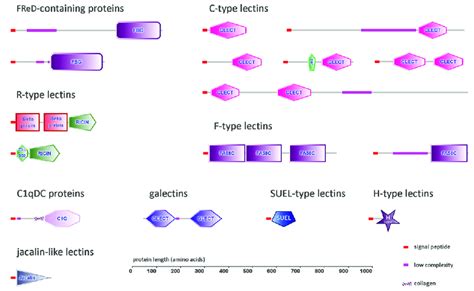 Schematic Representation Of The Main Type Of Secretory Lectin Like