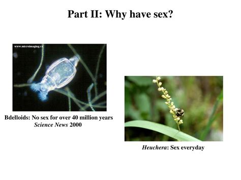Ppt The Evolution Of Sex And Death Powerpoint Presentation Free