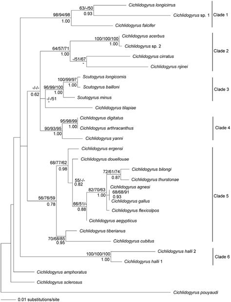 Maximum Likelihood Tree Inferred From Analysis Of Combined Partial Ssu