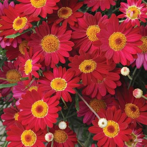 Argyranthemum Assorted A Garden Center Duluth Minnesota Plants