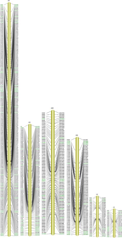 Linkage Group 1 To 6 Of High Density Linkage Map For Sesame