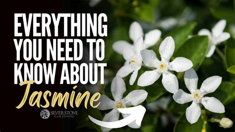 Everything You Need To Know About Jasmine Silverstone Gardening