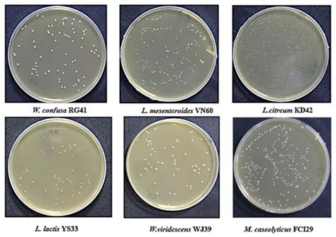 Lactobacillus Casei Colony Morphology