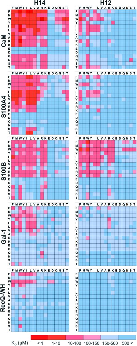 Binding Patterns Of Foldameric Lsm Probes Represented As Heat Maps In