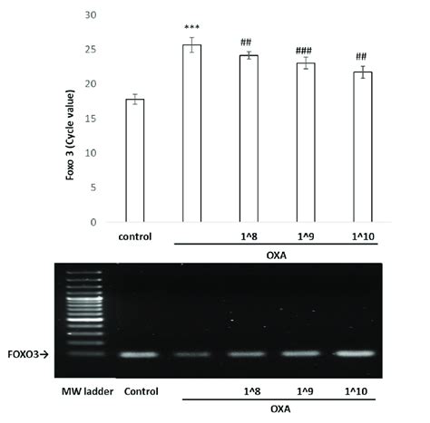 Chip Qpcr Analysis To Analyze The Binding Ability Of P53 To Foxo3 Download Scientific Diagram