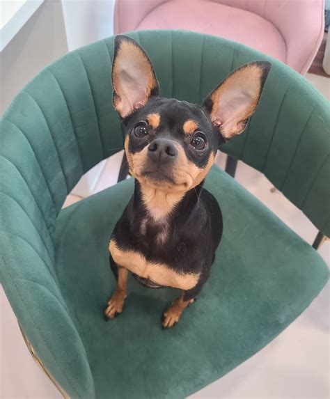 미니핀 까리 강아지 책임무료분양♥분양완료 아이조아 유기방지입양 파양 강아지보호소 고양이보호소 무료분양센터