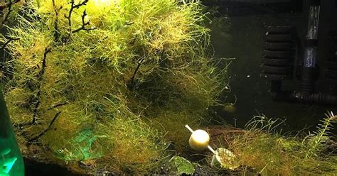 Whats Up With My Java Moss Imgur