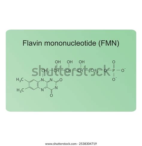 Flavin Mononucleotide Fmn Skeletal Structure Diagramvitamin Stock Vector Royalty Free