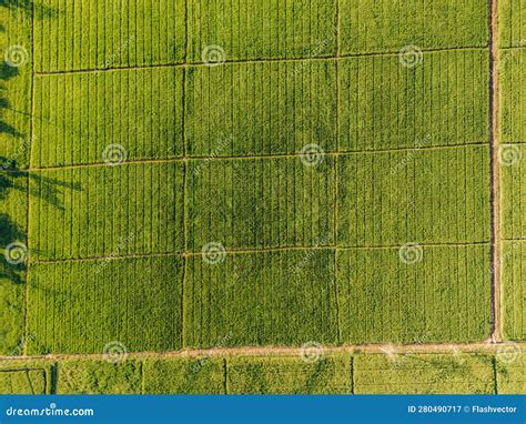 Agriculture Field With Tall Grass Aerial View Stock Image Image Of