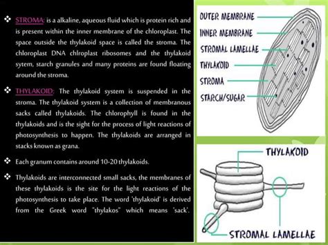 Chloroplast And Light Reaction Ppt
